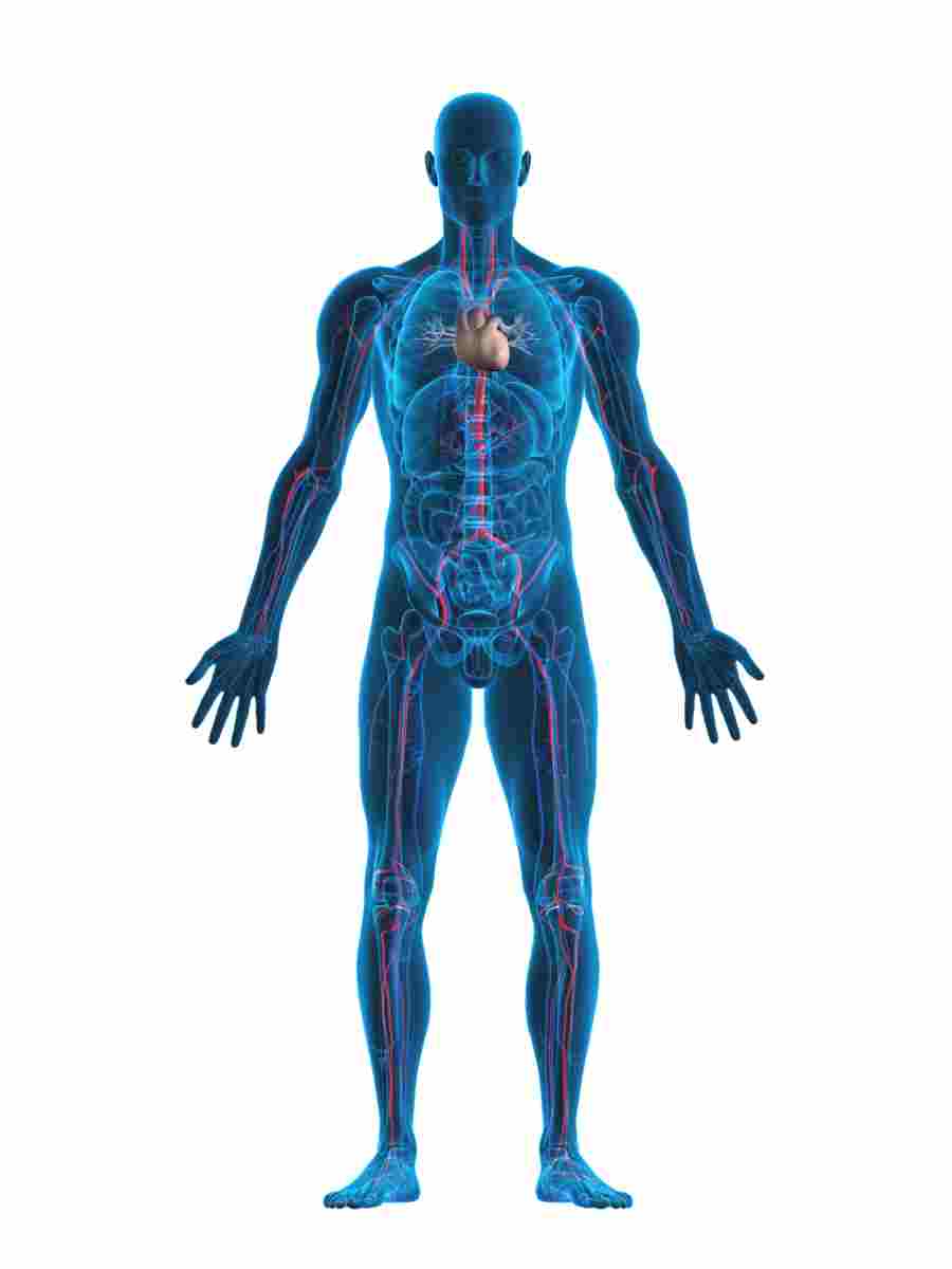 Le 6 Parti Del Corpo Umano Che Non Usi Pi Curiosit Le 6 Parti Del Corpo Umano Che Non Usi Pi Curiosit