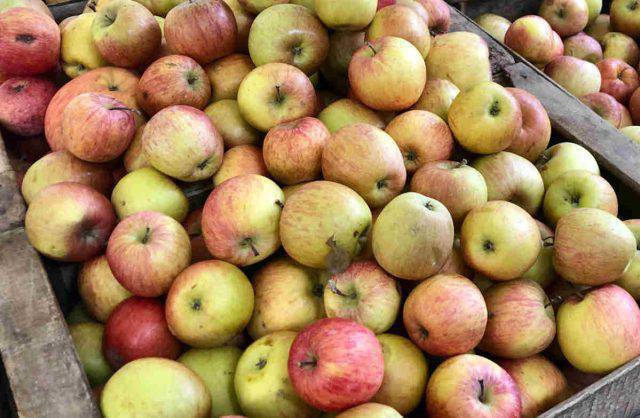 Mela Fuji | proprietà, benefici e controindicazioni