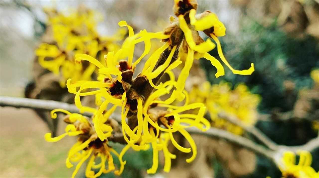 Proprietà dell'Amamelide, antico segreto di bellezza