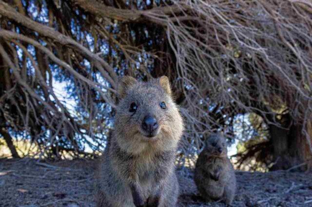 Il quokka: curiosità sul piccolo animale sempre felice