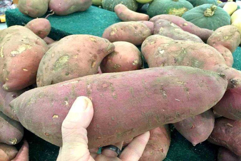 Batata: proprietà, benefici, controindicazioni e come usarla in cucina