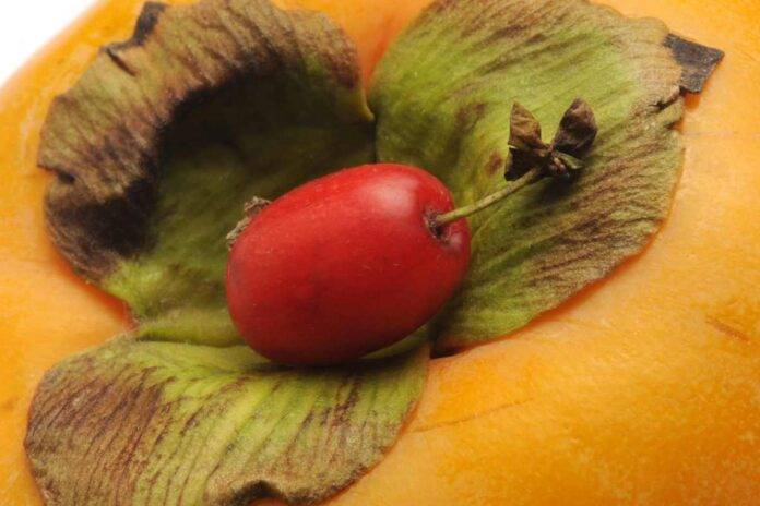 Corniolo: proprietà, benefici, controindicazioni e come mangiarlo