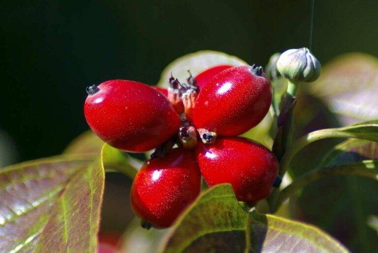 Corniolo: proprietà, benefici, controindicazioni e come mangiarlo