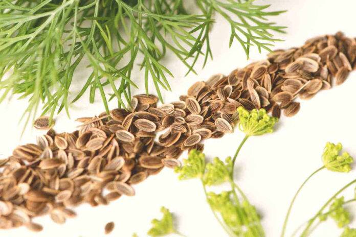 Aneto: proprietà, benefici e come usarlo in cucina