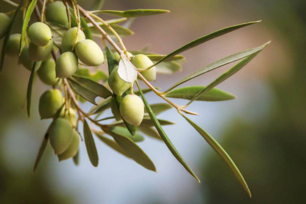 Olive: proprietà benefici e controindicazioni da conoscere