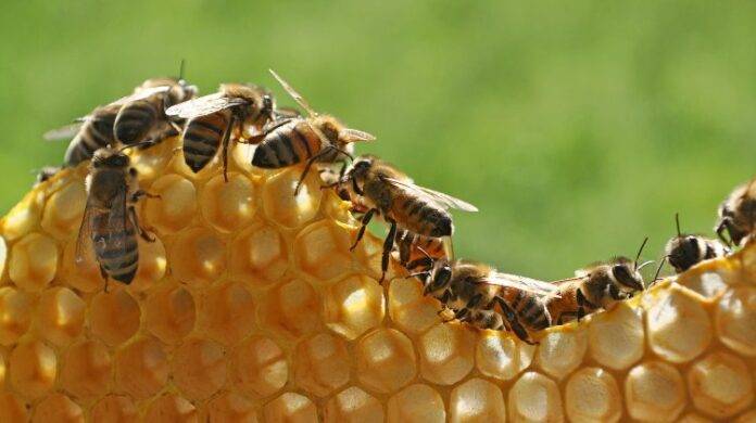 Passione api? I trucchi per costruire un'arnia fai-da-te